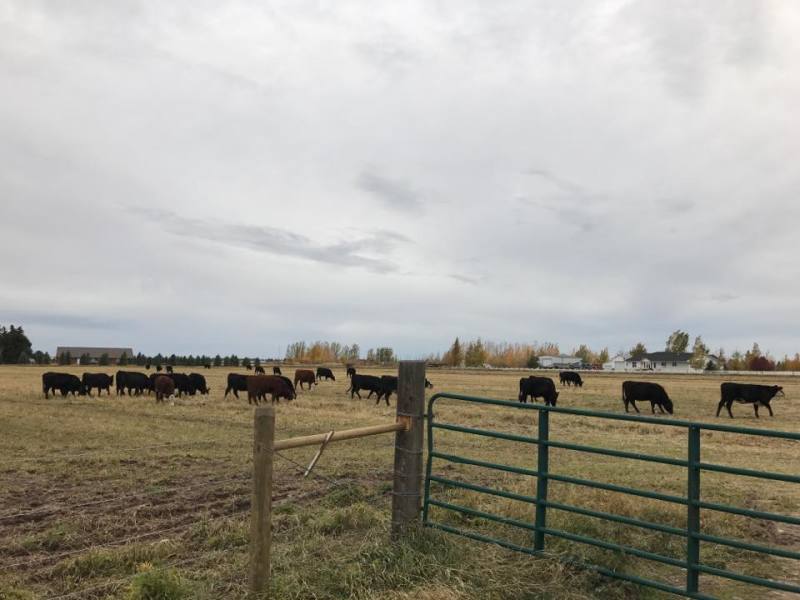 RADFORD'S CATTLE - Rutherford County Tennessee